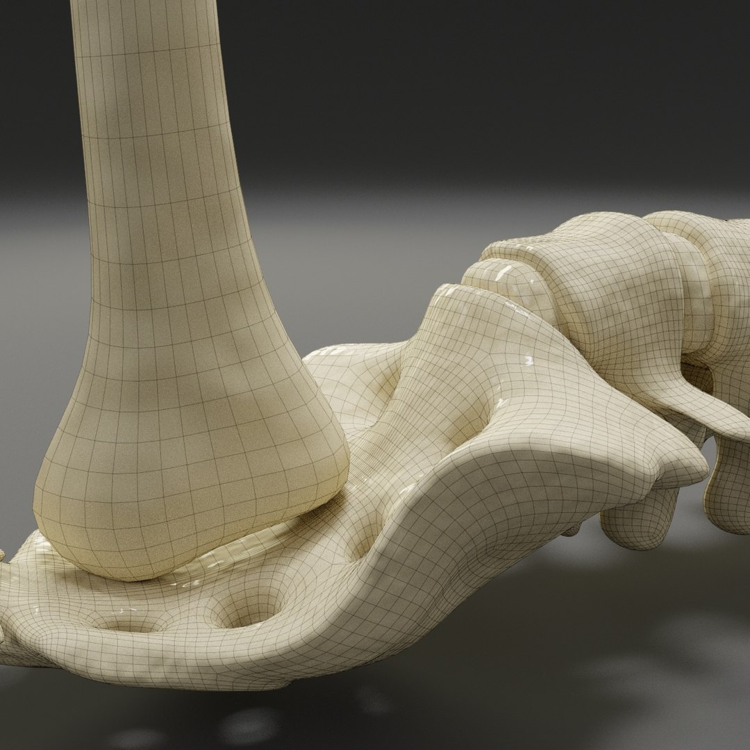 3D Letter D Bones Skeleton - TurboSquid 1543322