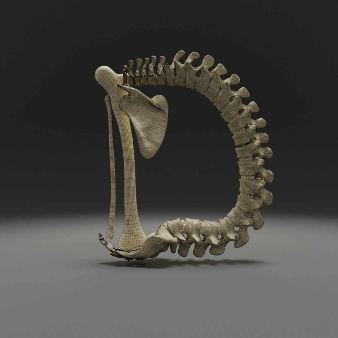 3D Letter D Bones Skeleton - TurboSquid 1543322