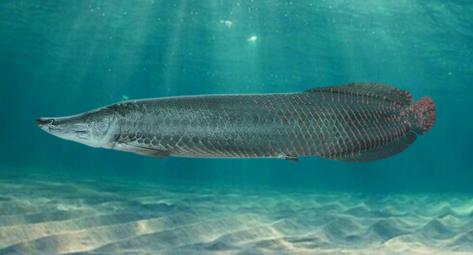 3D Arapaima Pbr Model - TurboSquid 1332100