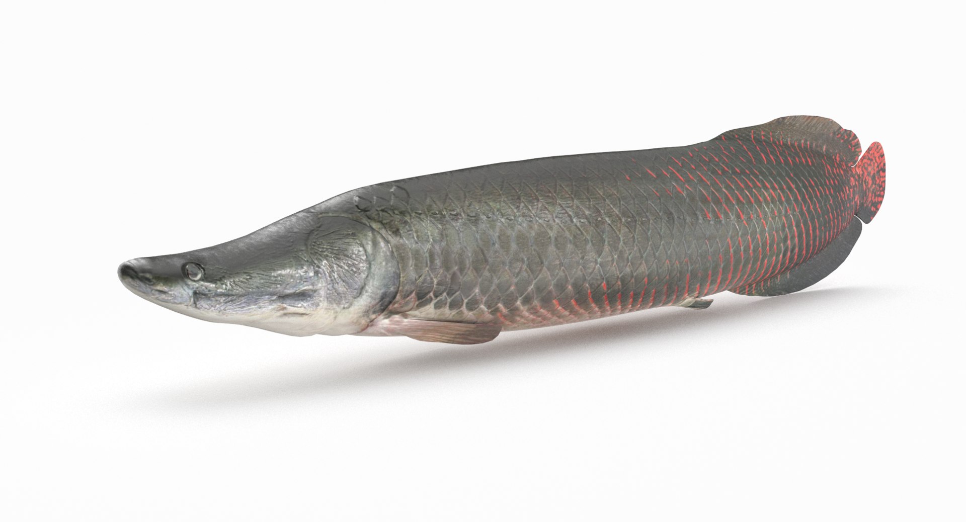 3D Arapaima Pbr Model - TurboSquid 1332100