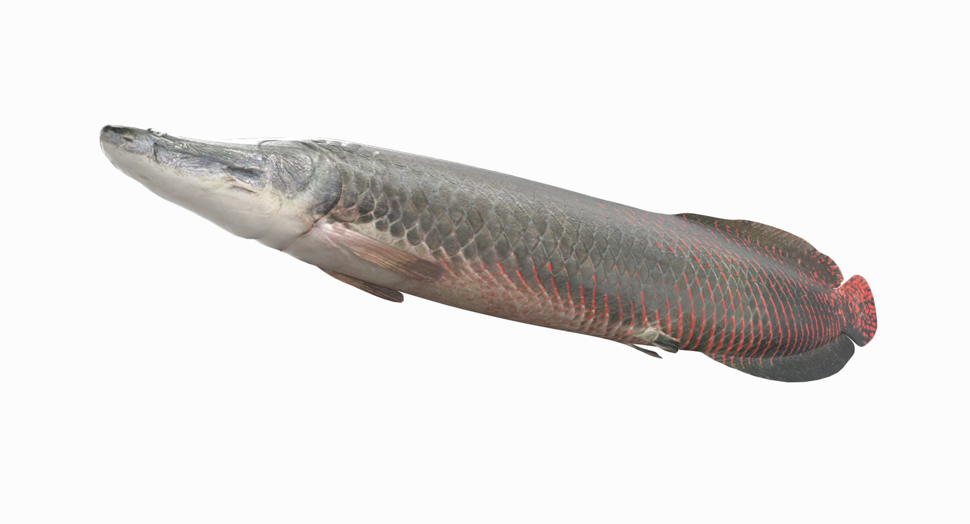 3D Arapaima Pbr Model - TurboSquid 1332100