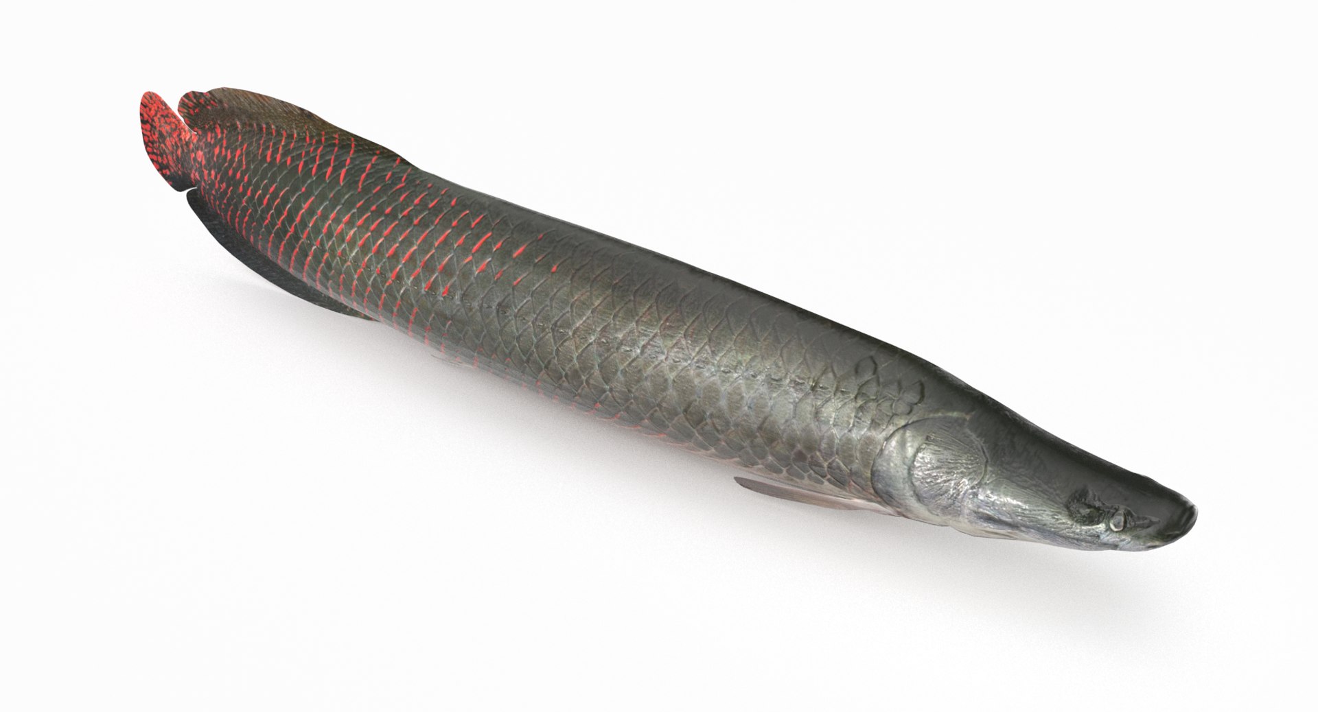 3D Arapaima Pbr Model - TurboSquid 1332100