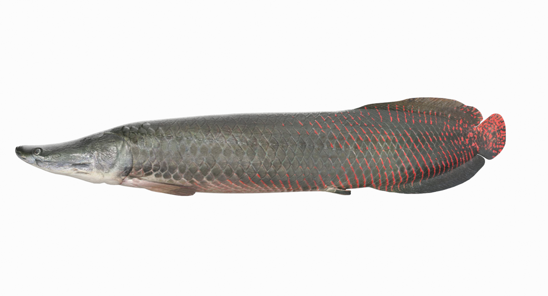 3D Arapaima Pbr Model - TurboSquid 1332100