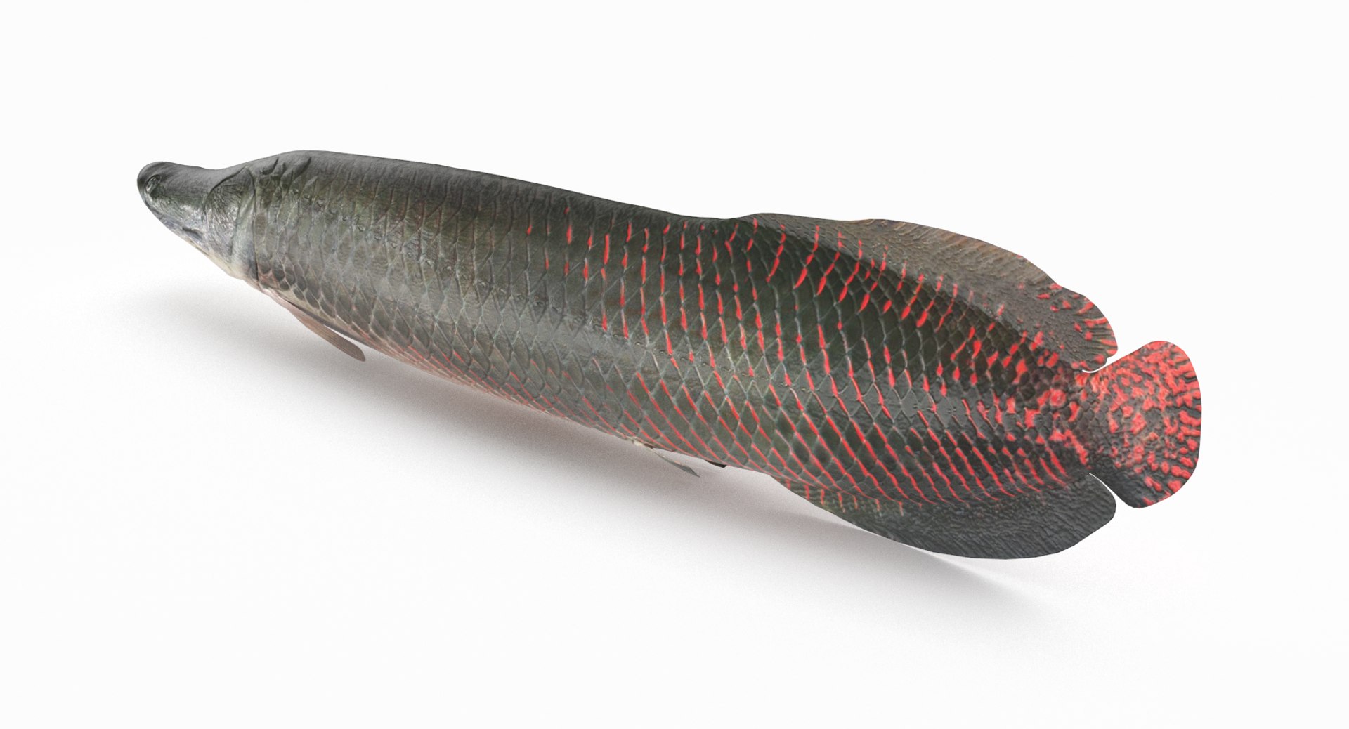 3D Arapaima Pbr Model - TurboSquid 1332100