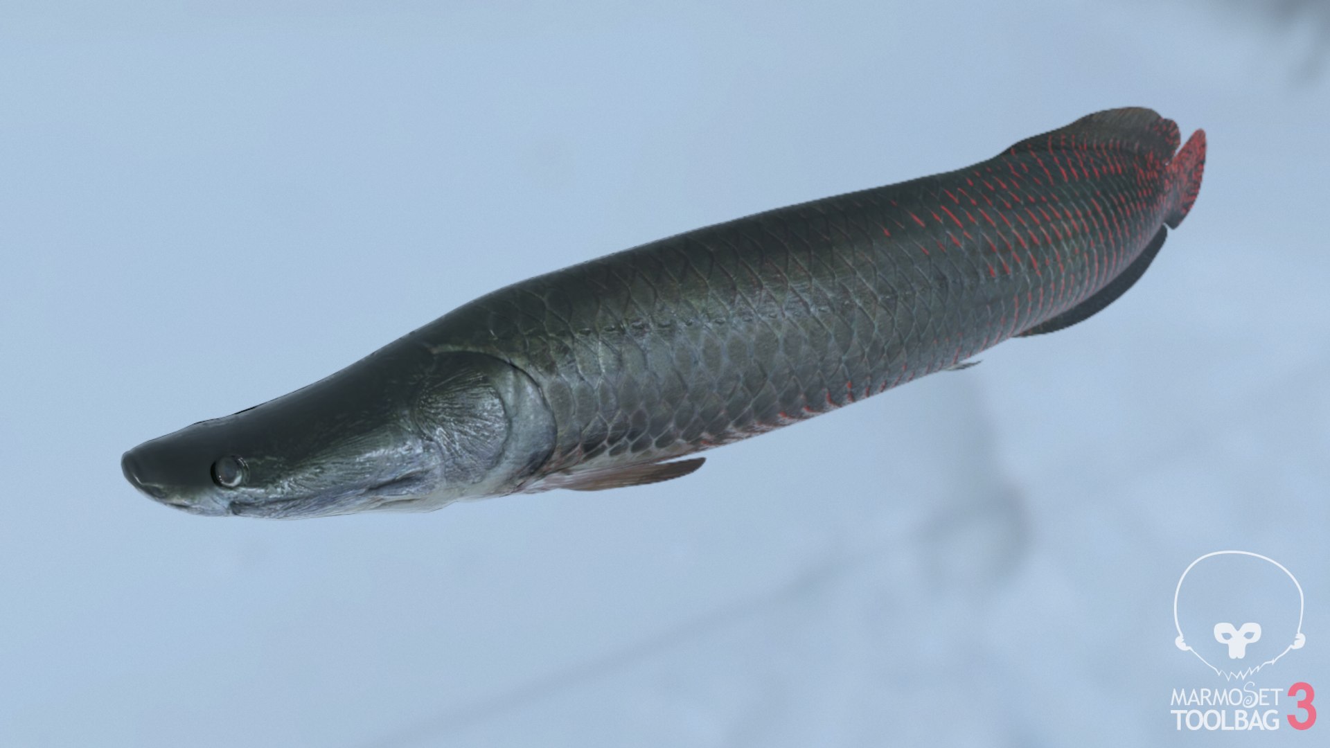 3D Arapaima Pbr Model - TurboSquid 1332100