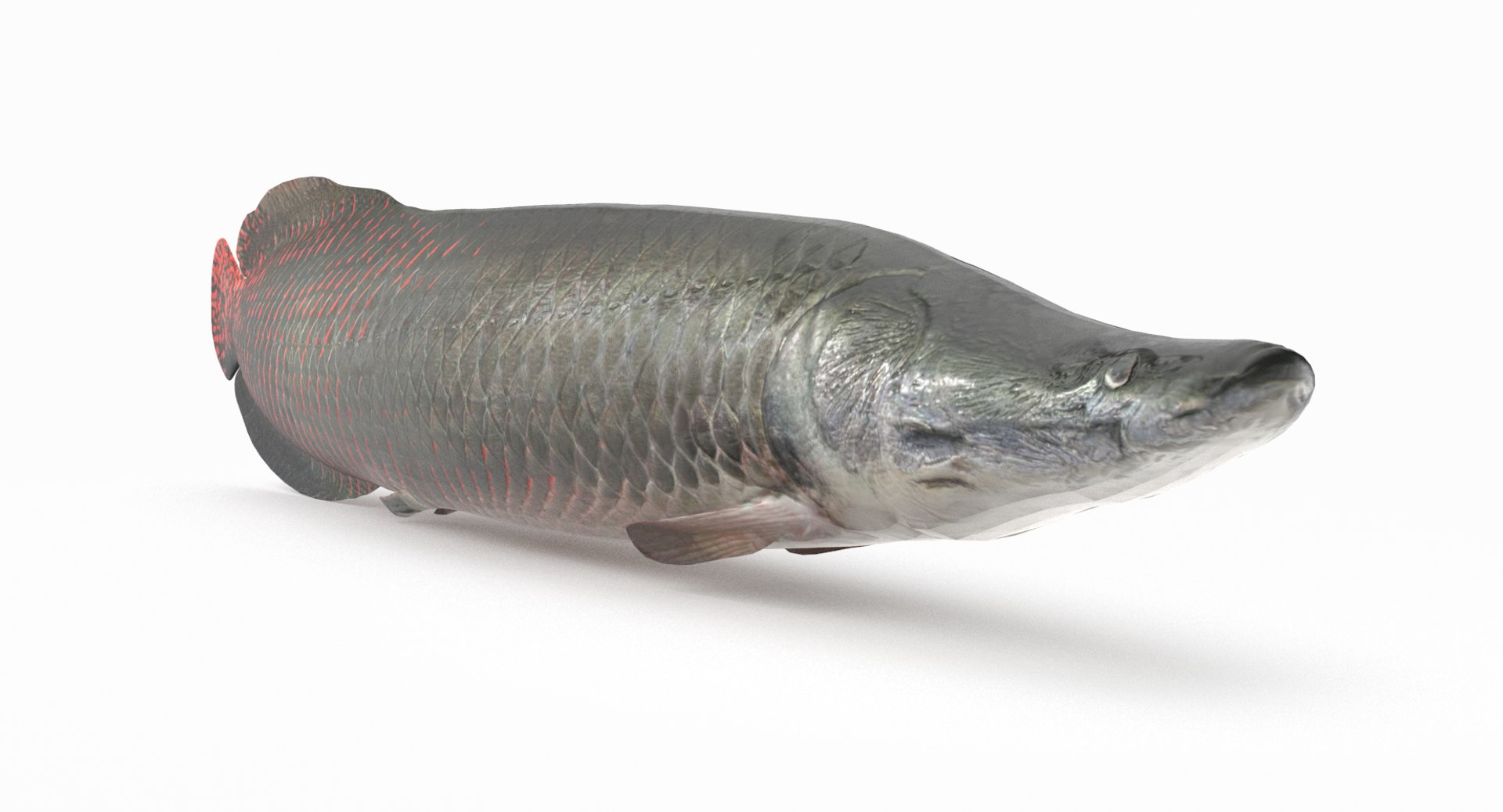 3D Arapaima Pbr Model - TurboSquid 1332100