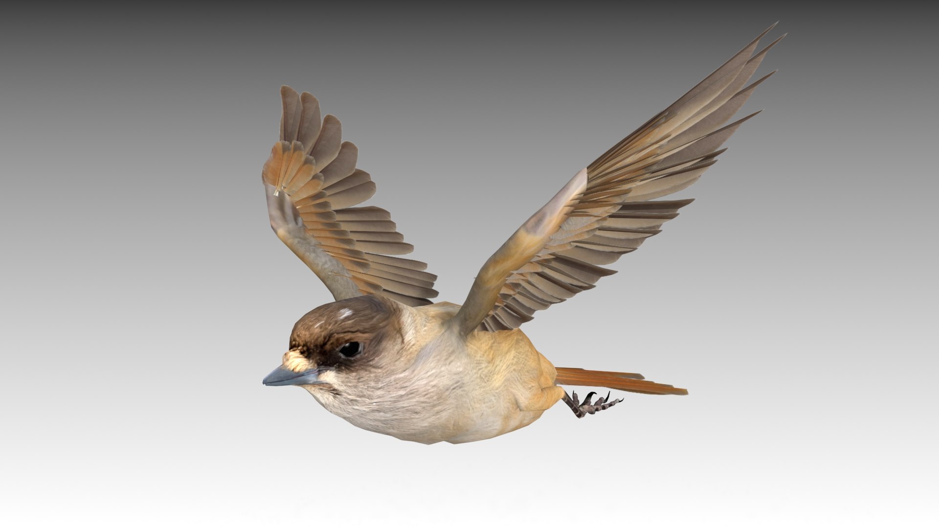 Siberian Jay 3D Model - TurboSquid 1419932