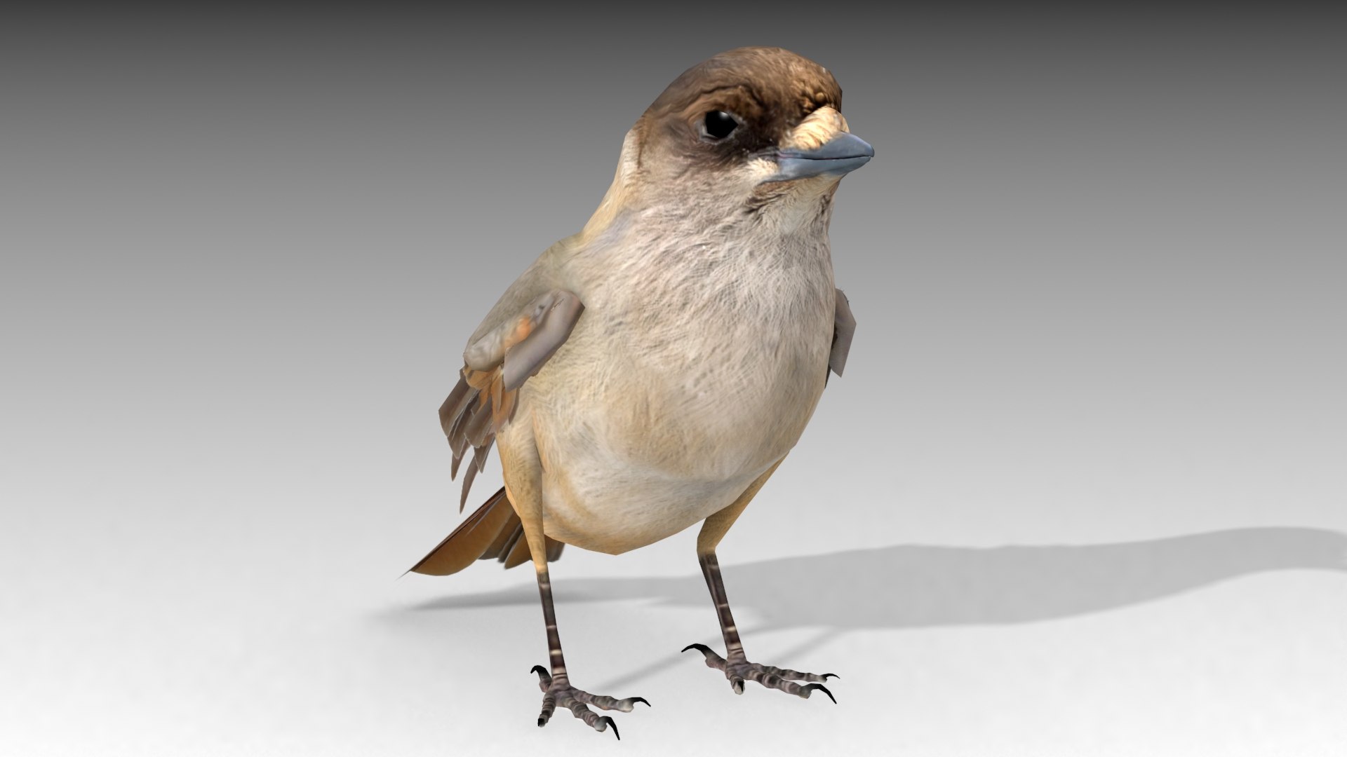Siberian Jay 3D Model - TurboSquid 1419932