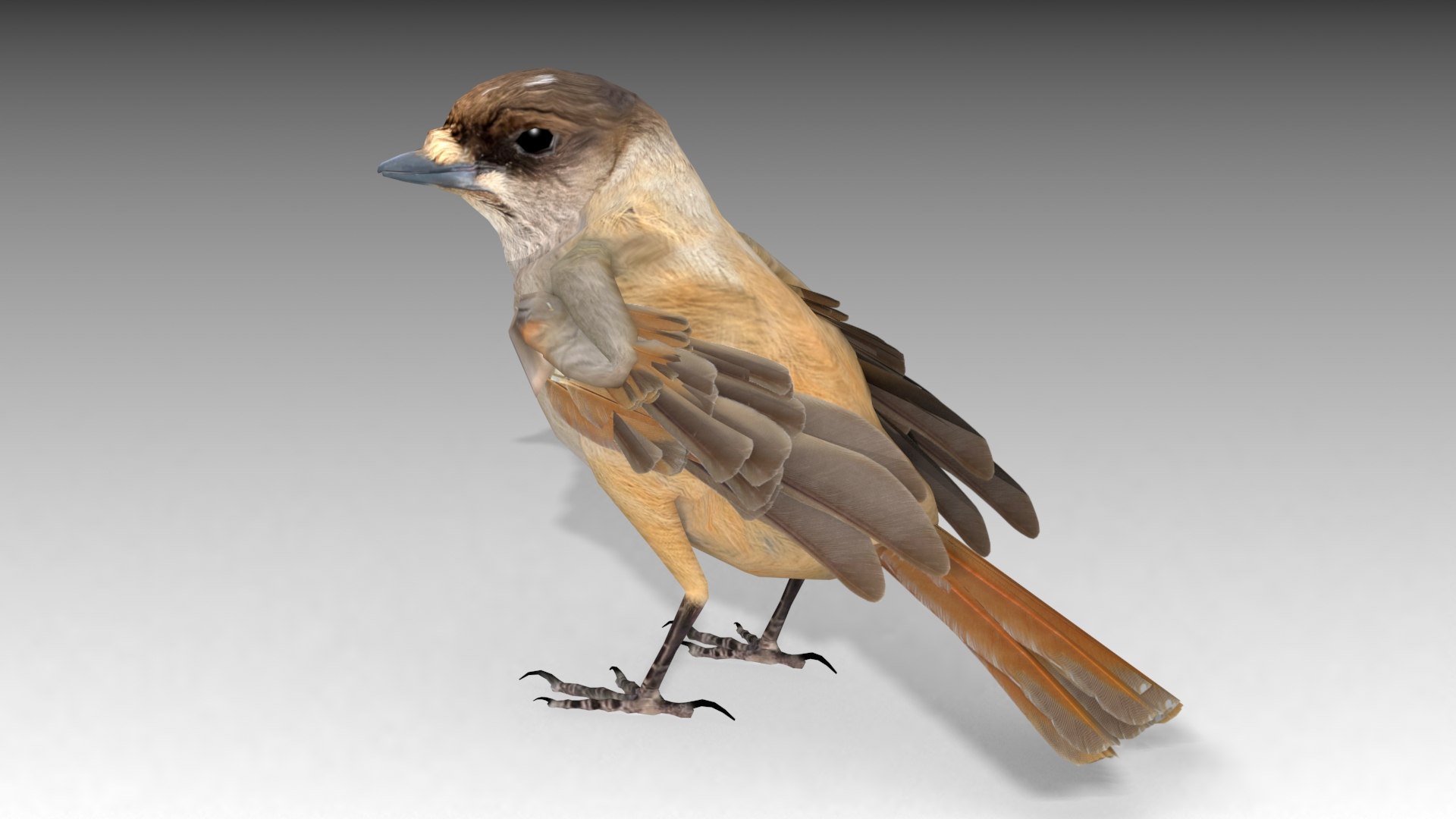 Siberian Jay 3D Model - TurboSquid 1419932