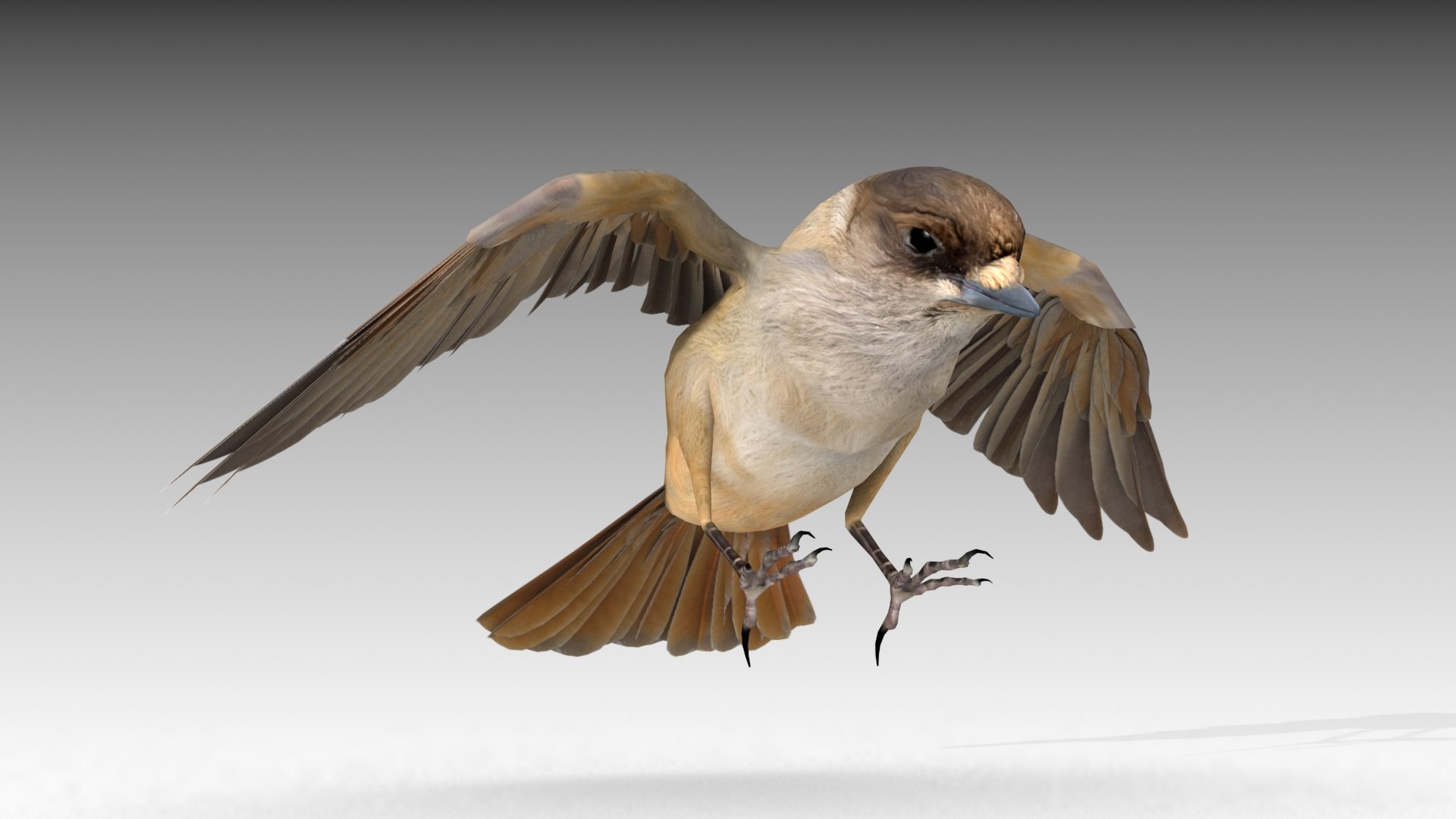Siberian Jay 3D Model - TurboSquid 1419932