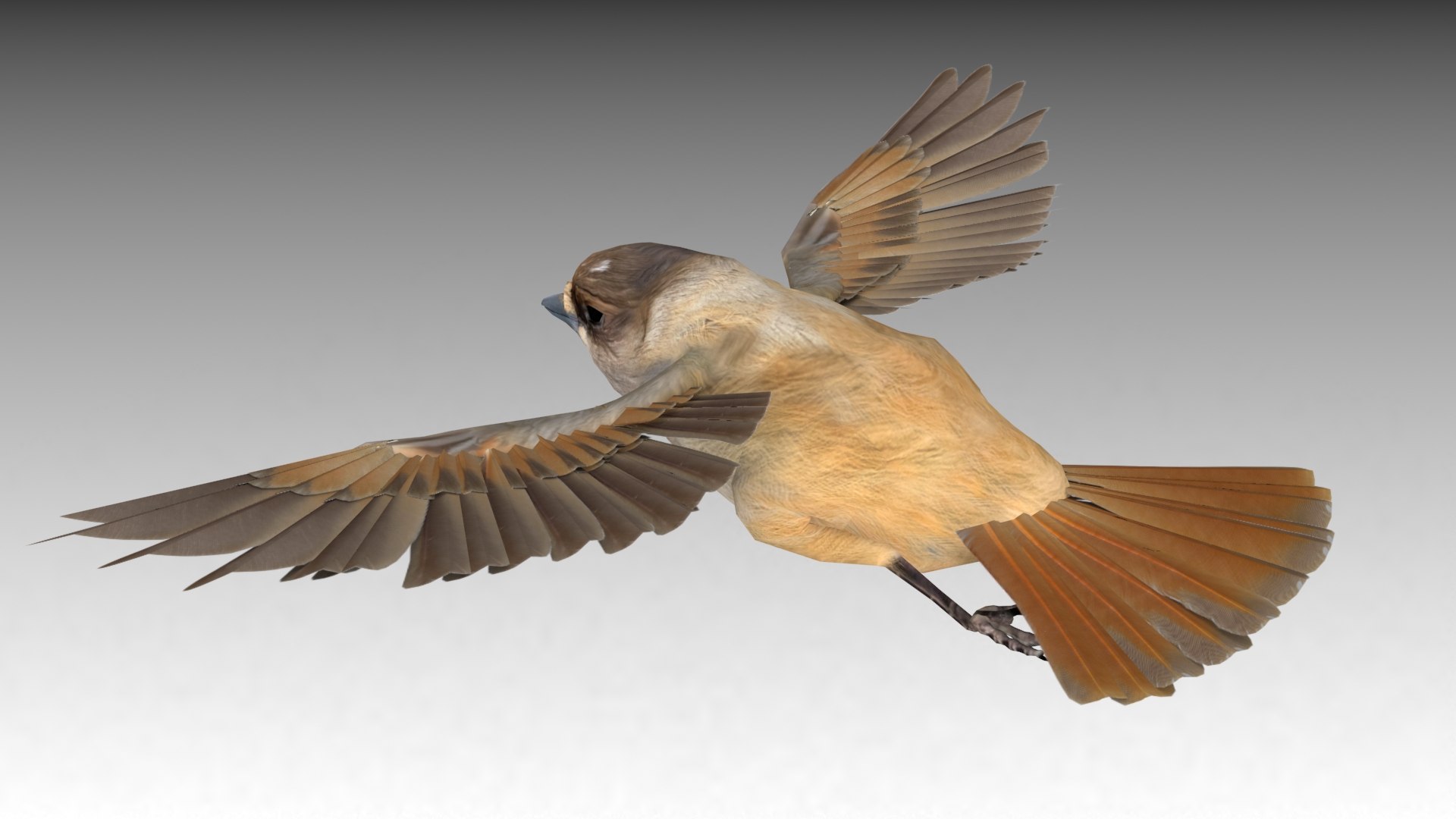 Siberian Jay 3D Model - TurboSquid 1419932