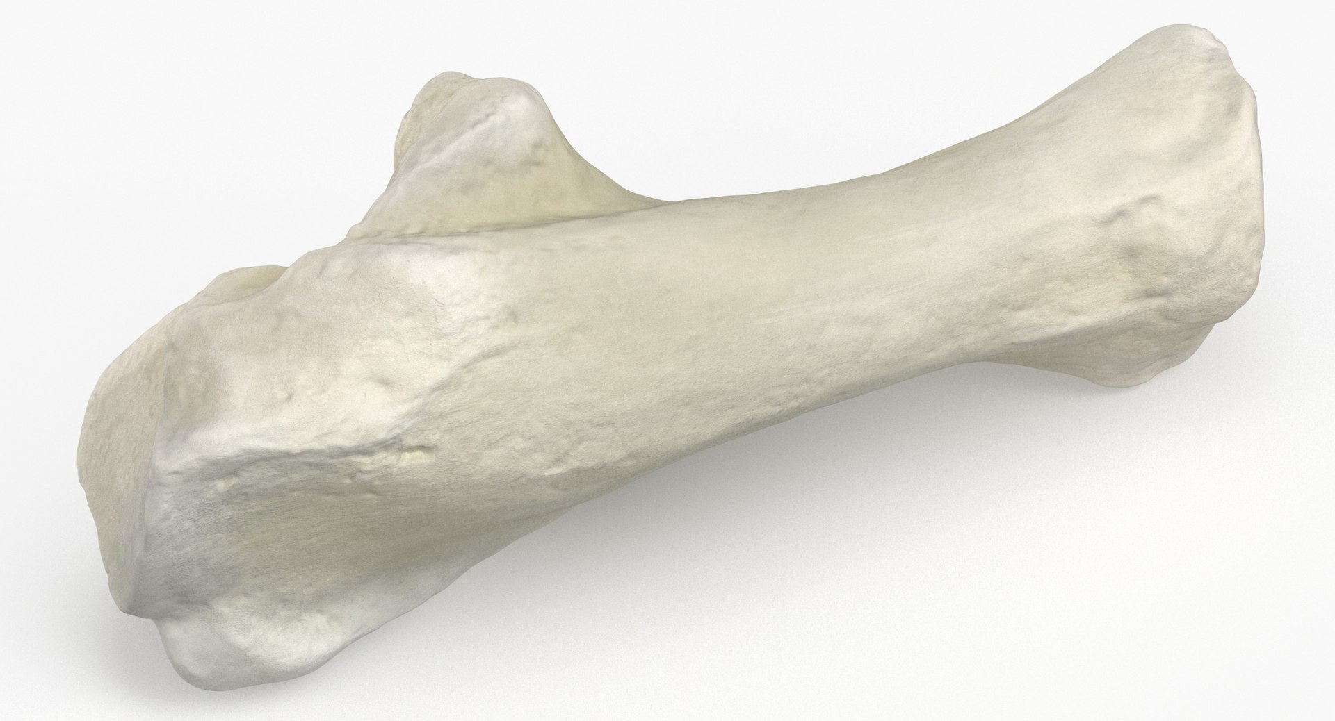 Domestic Cat Calcaneus Bone 01 3D Model - TurboSquid 1828880