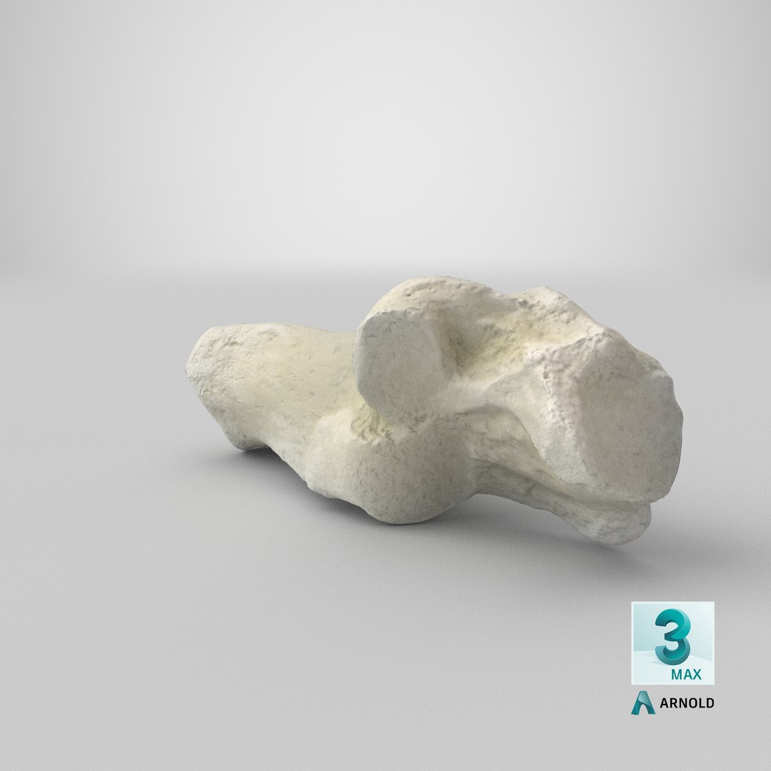 Domestic Cat Calcaneus Bone 01 3D model - TurboSquid 1828880