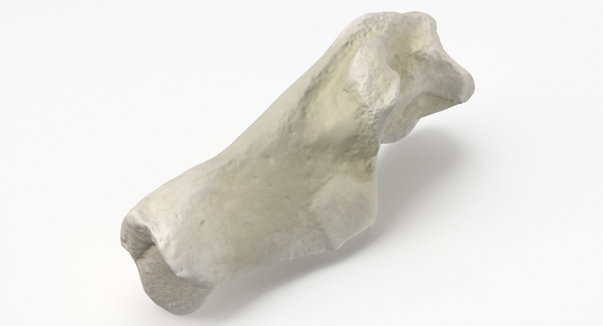 Domestic Cat Calcaneus Bone 01 3D model - TurboSquid 1828880