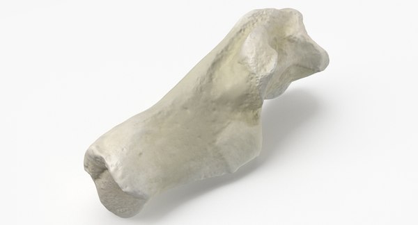 Domestic Cat Calcaneus Bone 01 3D model - TurboSquid 1828880