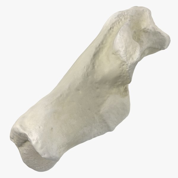 Domestic Cat Calcaneus Bone 01 3D model - TurboSquid 1828880