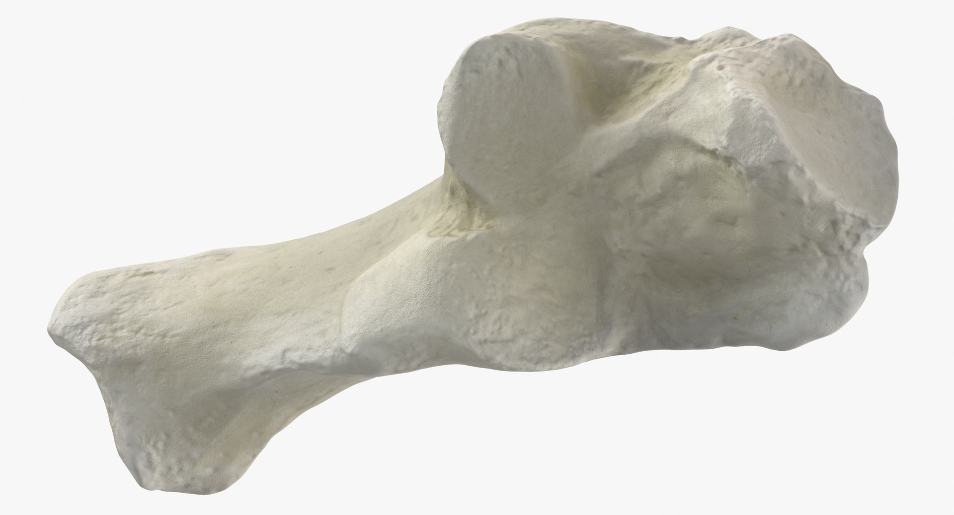 Domestic Cat Calcaneus Bone 01 3D Model - TurboSquid 1828880