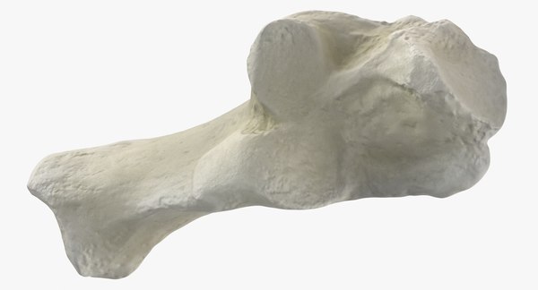 Domestic Cat Calcaneus Bone 01 3D model - TurboSquid 1828880