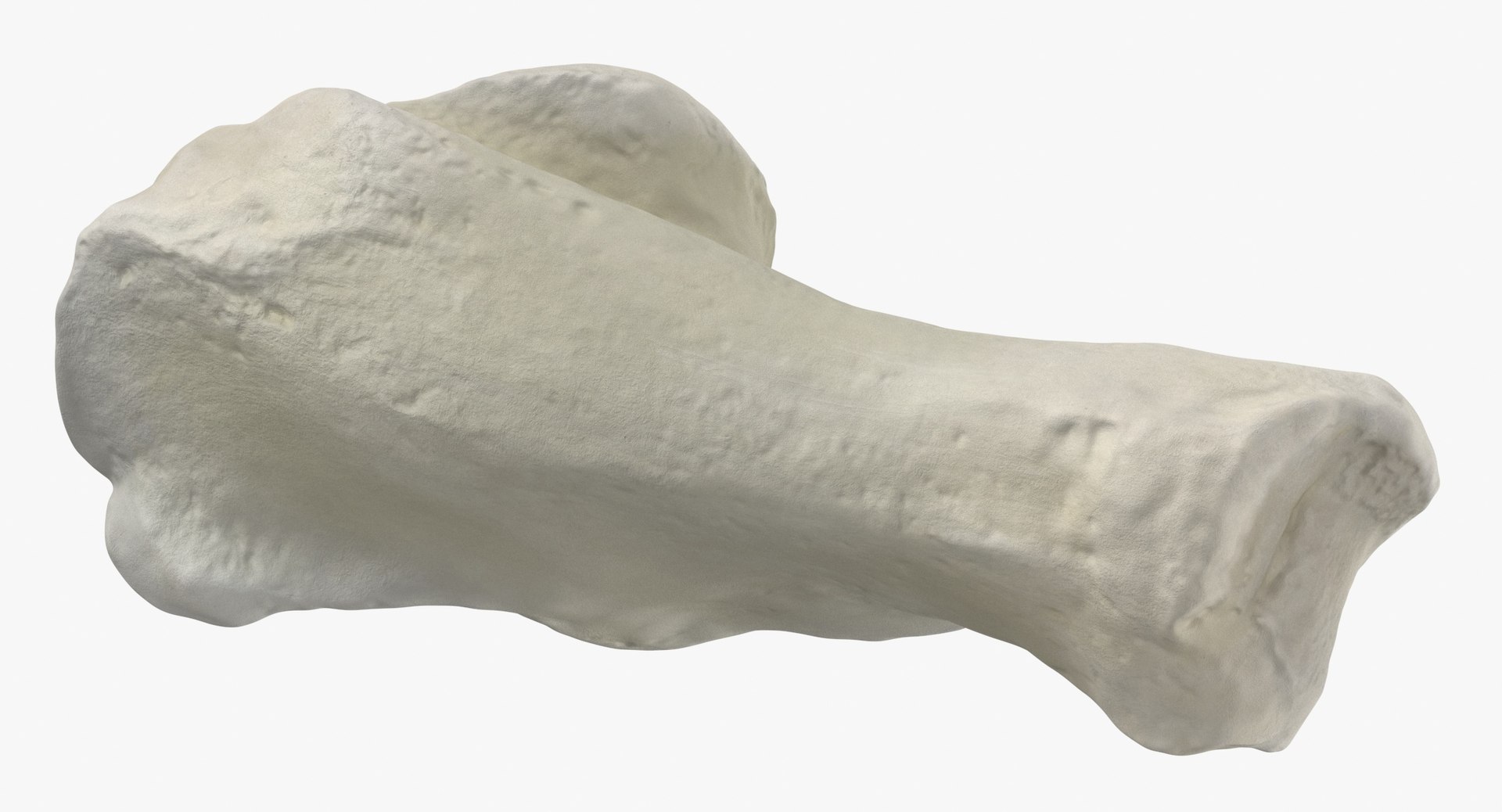 Domestic Cat Calcaneus Bone 01 3D Model - TurboSquid 1828880