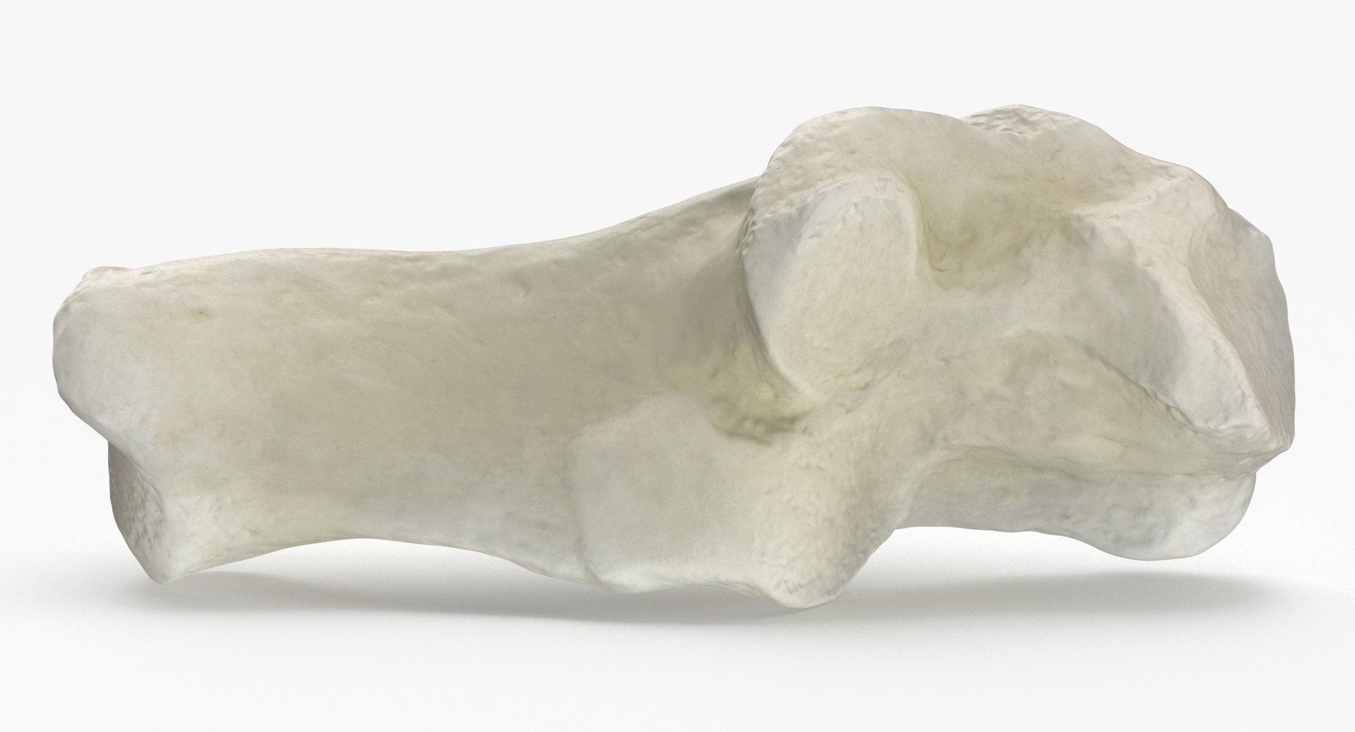 Domestic Cat Calcaneus Bone 01 3D Model - TurboSquid 1828880