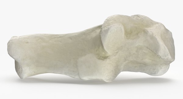 Domestic Cat Calcaneus Bone 01 3D model - TurboSquid 1828880