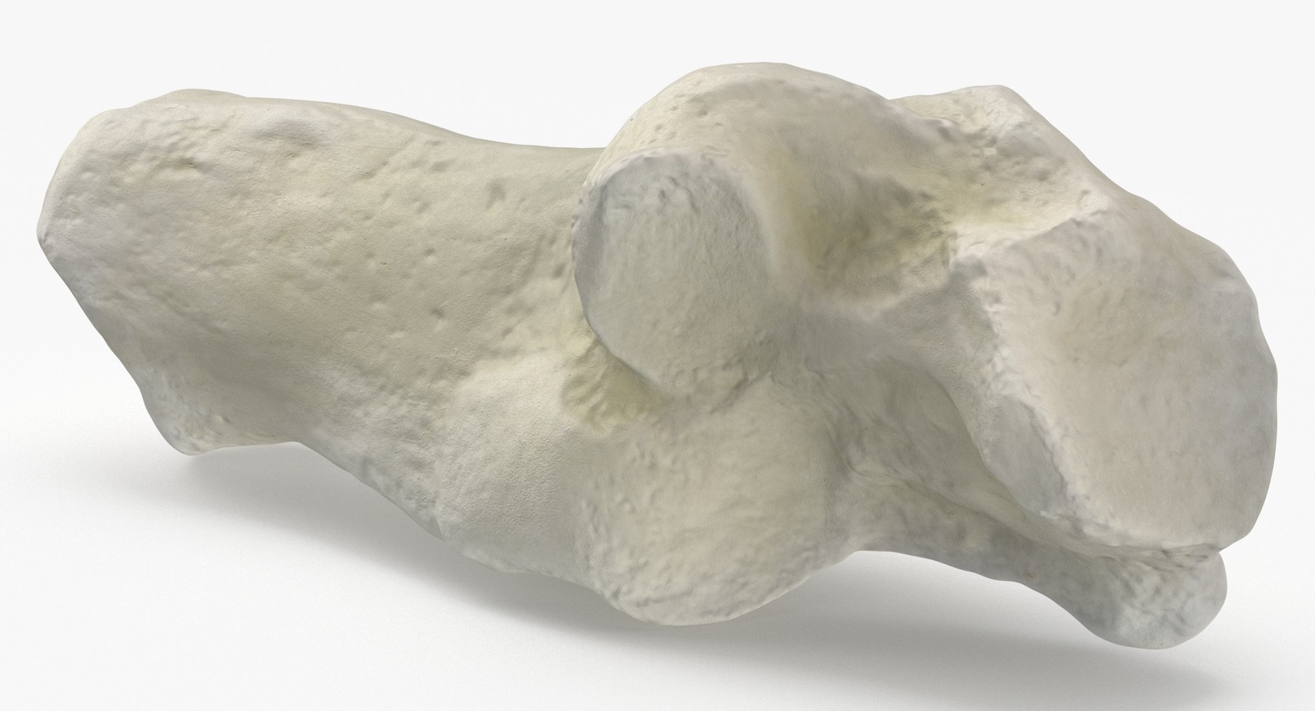 Domestic Cat Calcaneus Bone 01 3D Model - TurboSquid 1828880