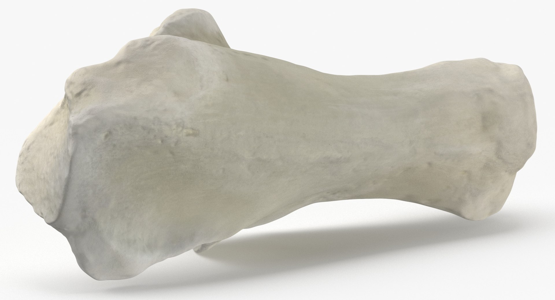 Domestic Cat Calcaneus Bone 01 3D Model - TurboSquid 1828880