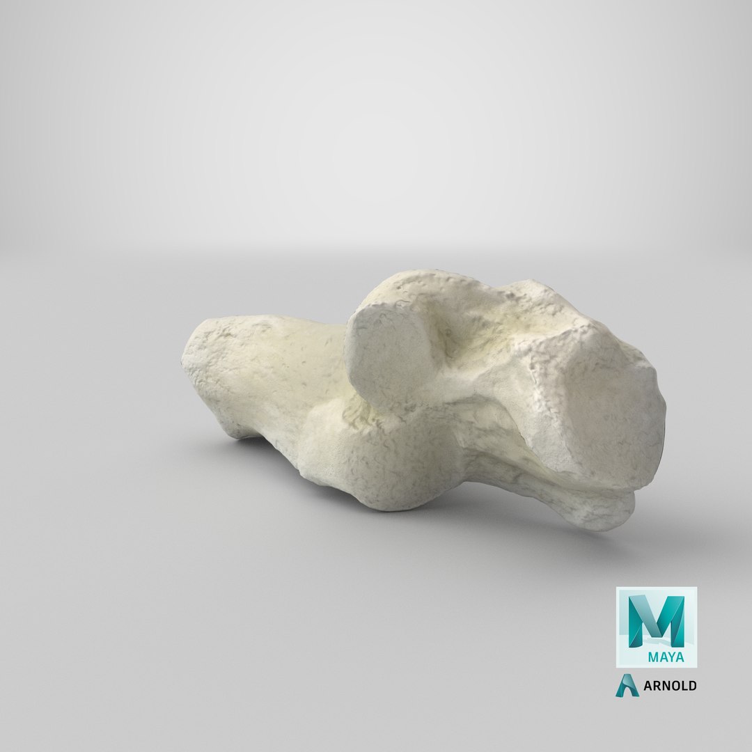 Domestic Cat Calcaneus Bone 01 3D model - TurboSquid 1828880