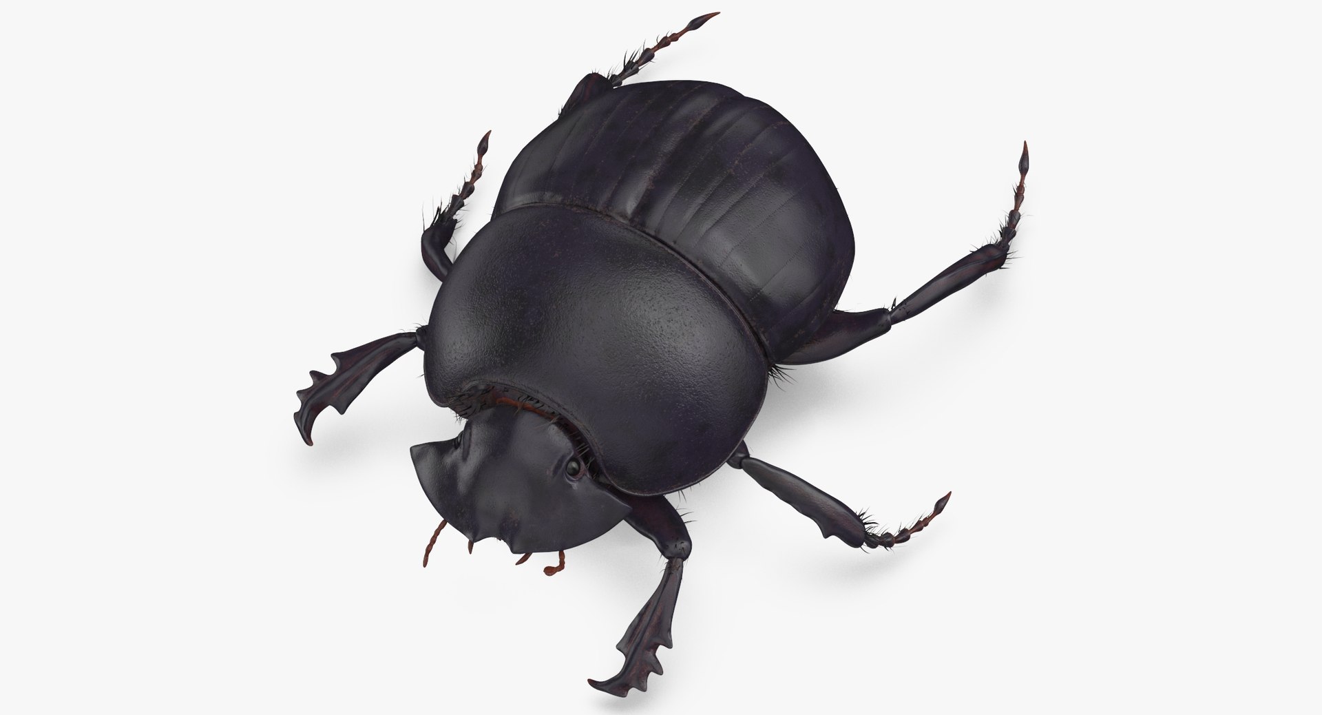 3D Black Scarab Beetle - TurboSquid 1398891