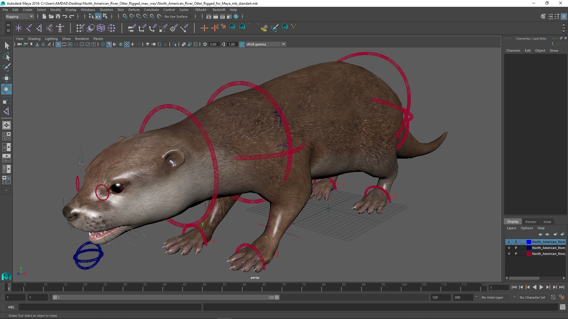 3D model North American River Otter Rigged for Maya - TurboSquid 2164160