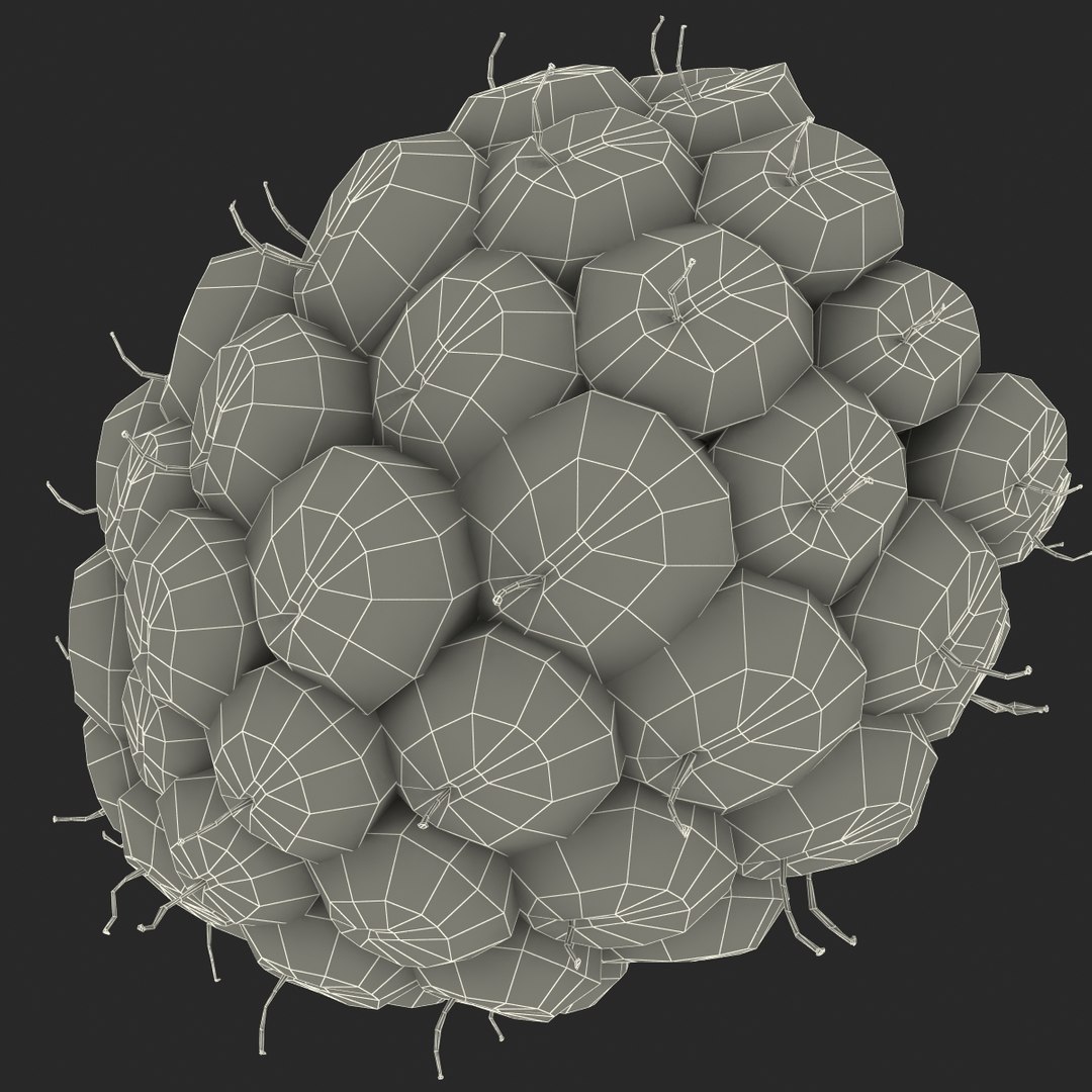 dewberry berry 3d model