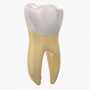 3D Molar Models - Browse & Download Formats - TurboSquid