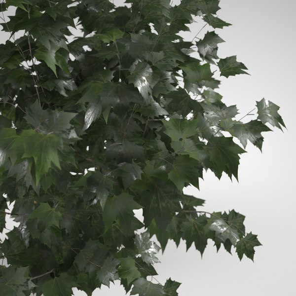 max photorealistic ornamental tree