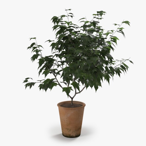 max photorealistic ornamental tree