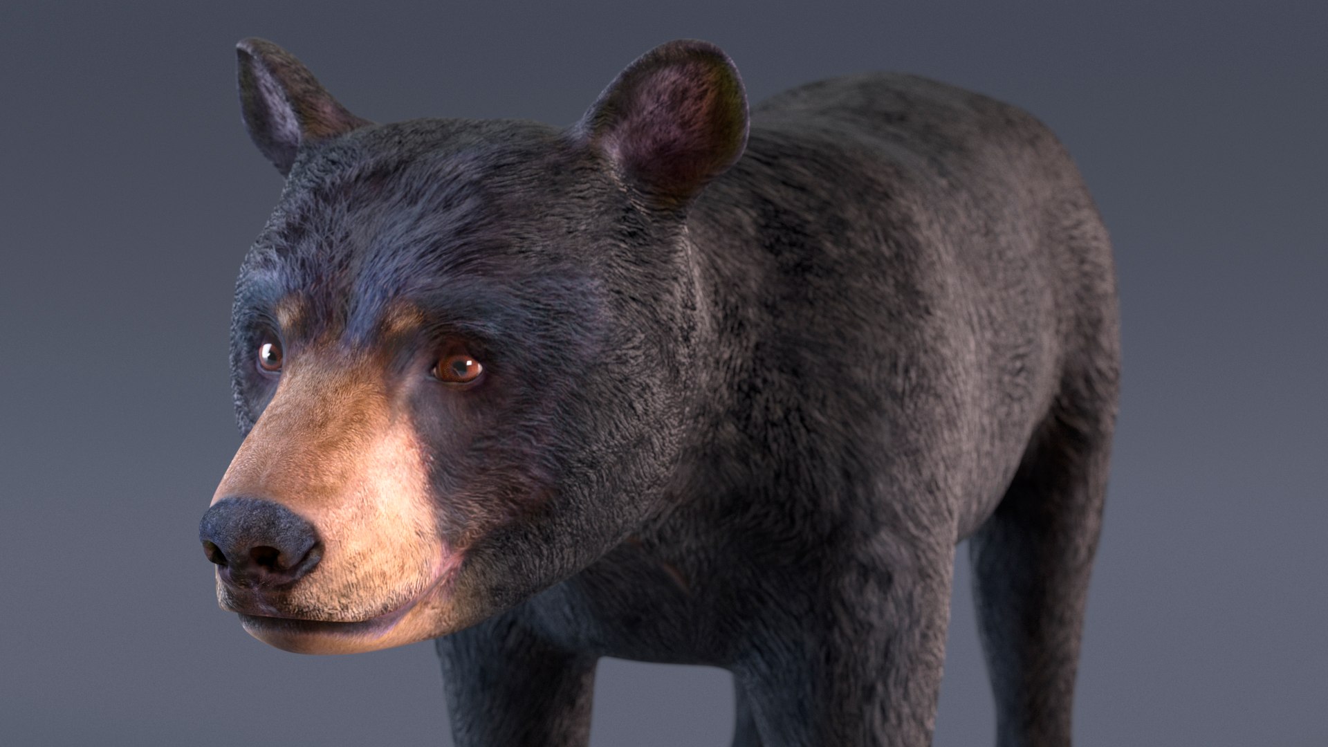 Young Black Bear Model - TurboSquid 2255003