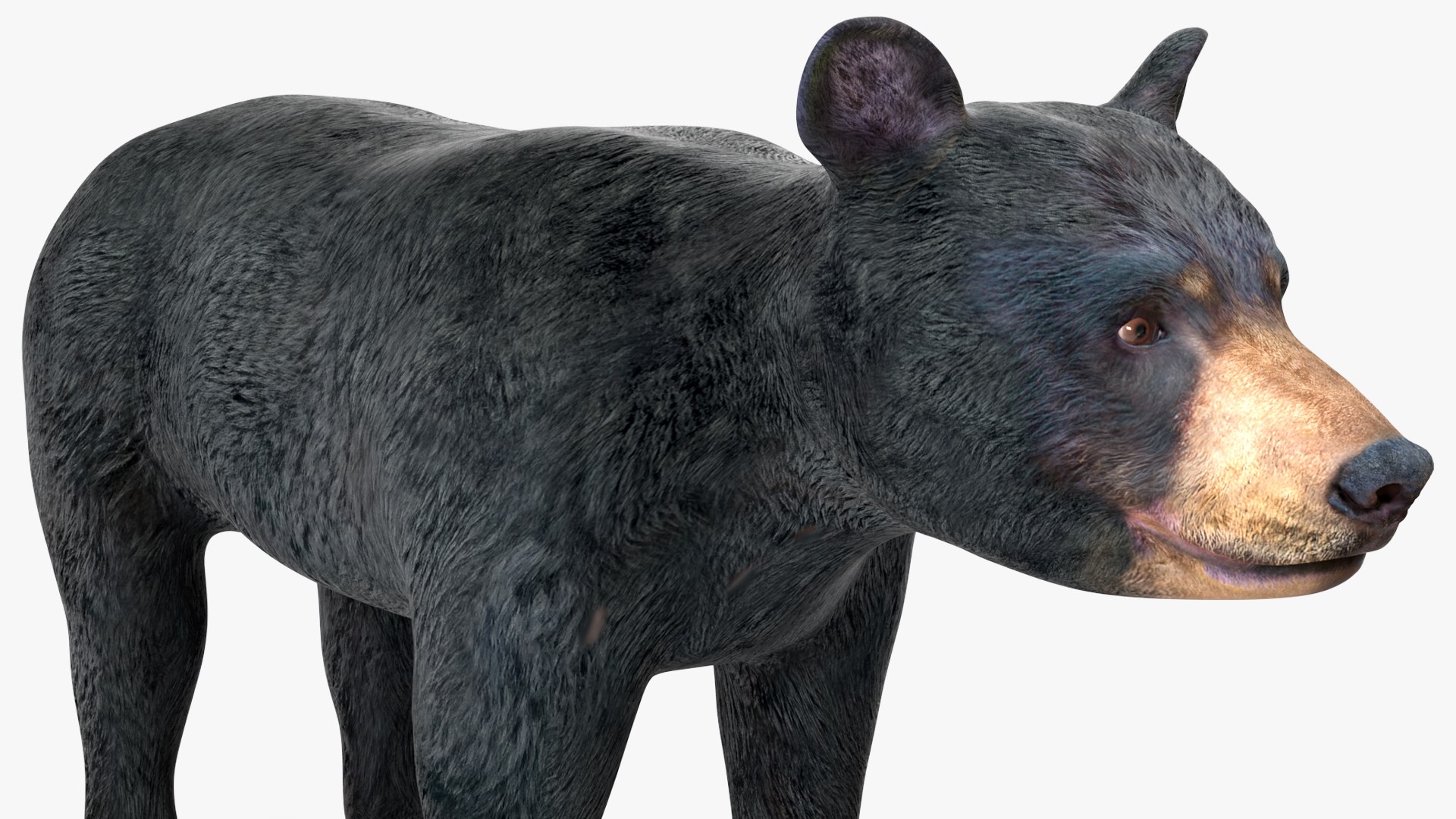 Young Black Bear Model - TurboSquid 2255003
