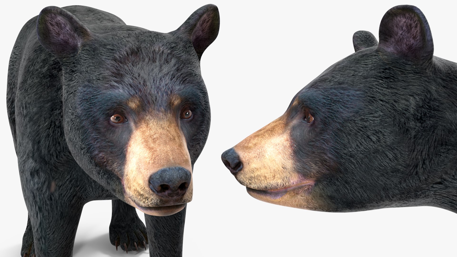 Young Black Bear Model - TurboSquid 2255003