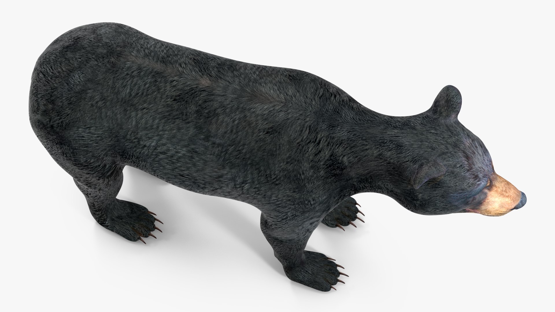 Young Black Bear Model - TurboSquid 2255003