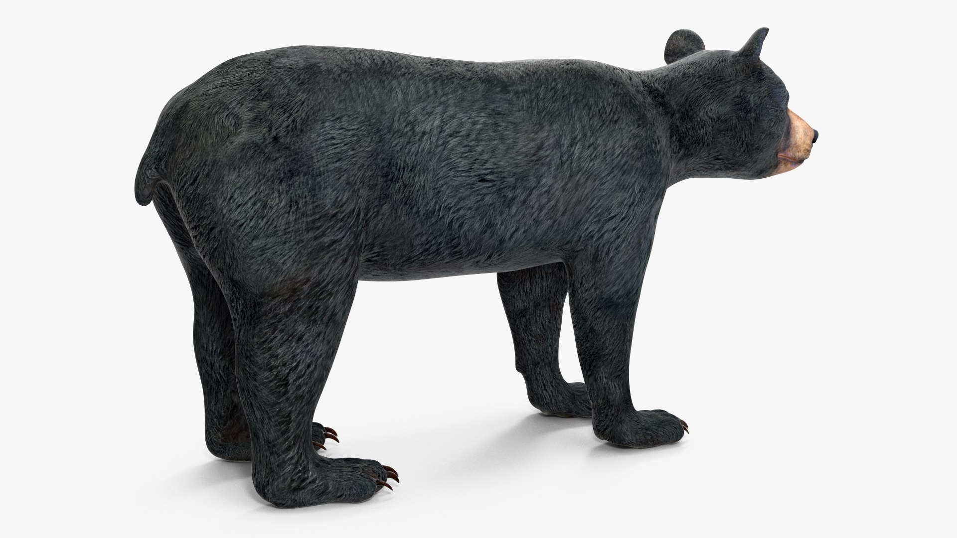 Young Black Bear Model - TurboSquid 2255003