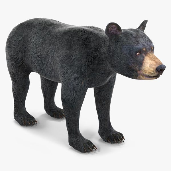 Free 3D Bear Models | TurboSquid
