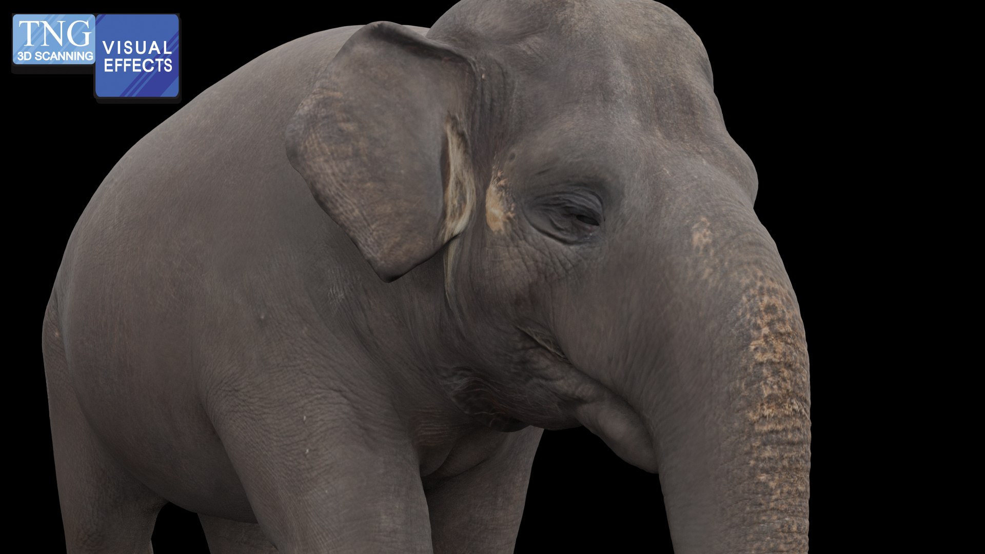3D Elephant Mammal Animal - TurboSquid 1463862
