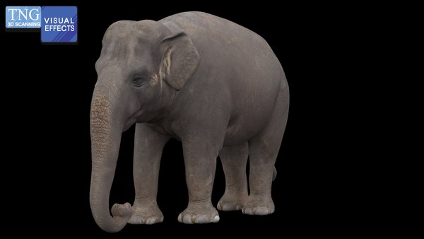 Elephant Scan 3D Models for Download | TurboSquid