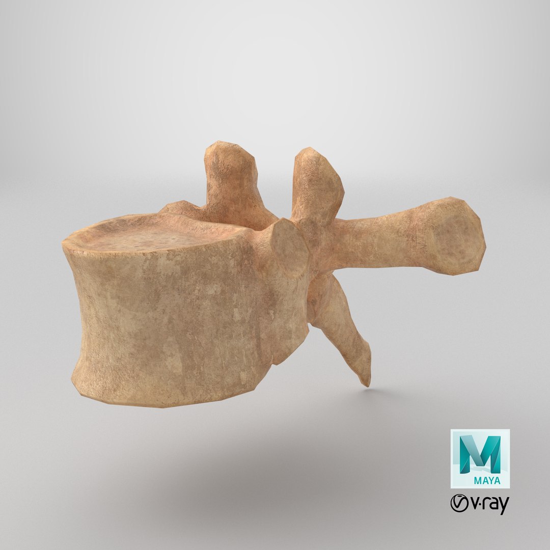 Vertebrae 3D Model - TurboSquid 2500208