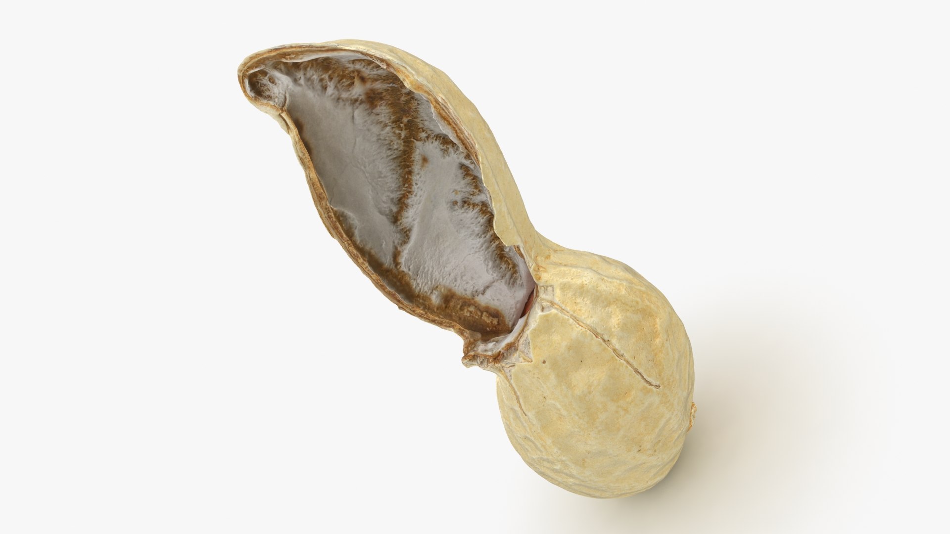 Open Peanut Shell 01 3D Model - TurboSquid 1955653