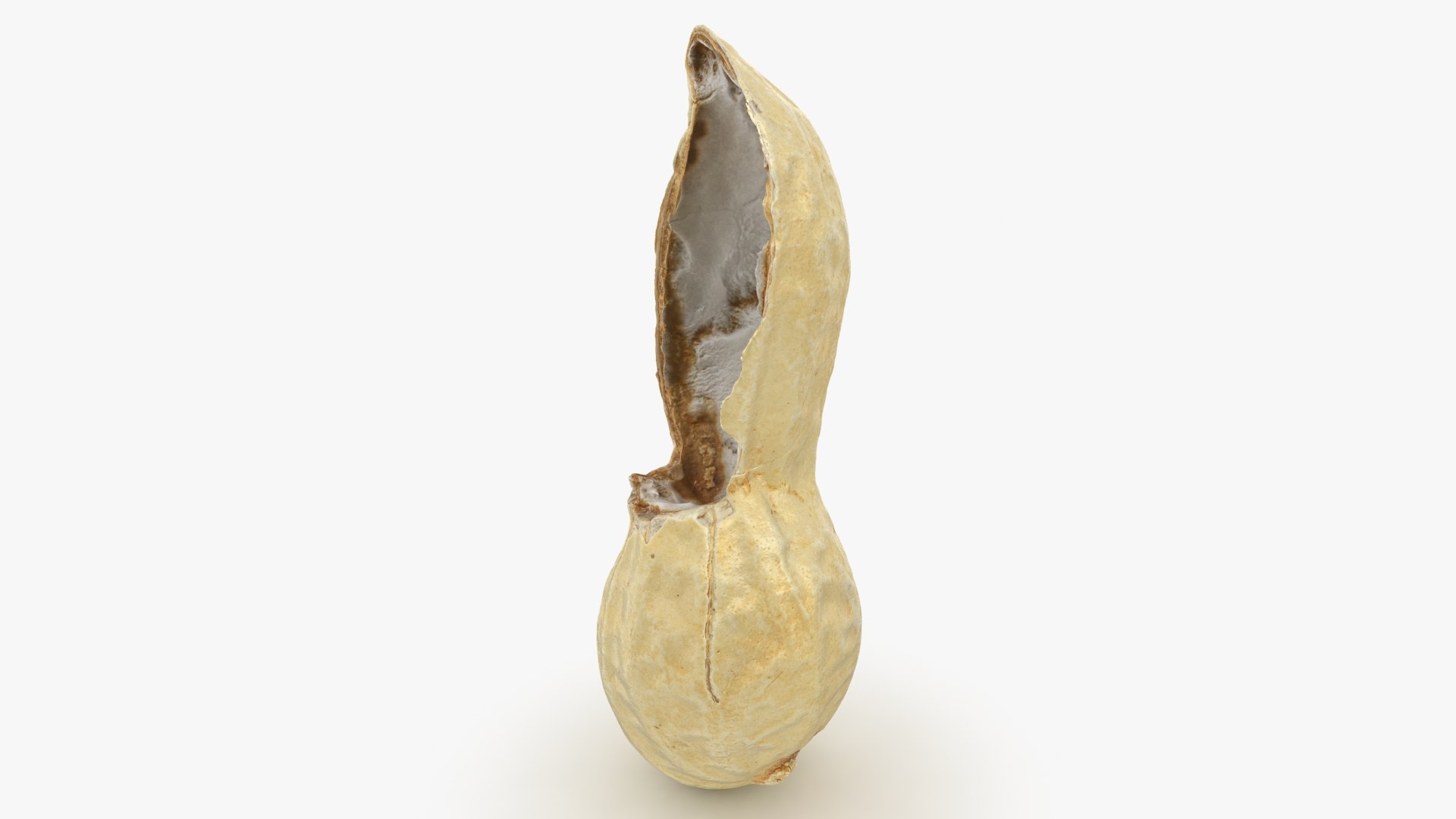 Open Peanut Shell 01 3D Model - TurboSquid 1955653