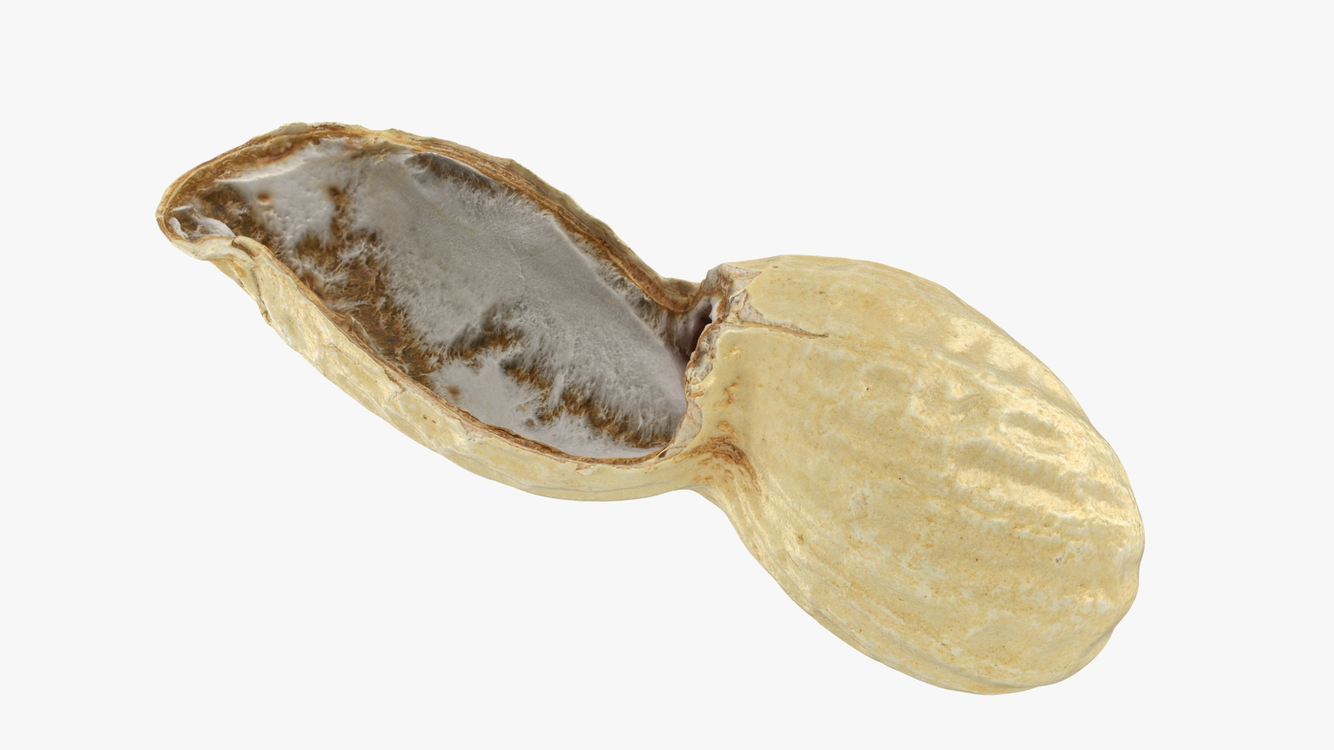 Open Peanut Shell 01 3D Model - TurboSquid 1955653
