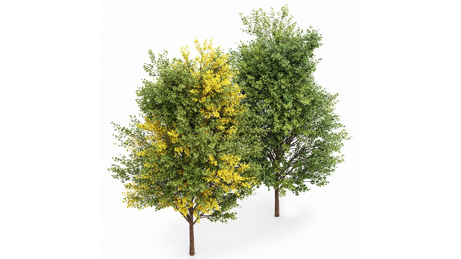 Canadian Poplar 2 Trees 3D - TurboSquid 2243143