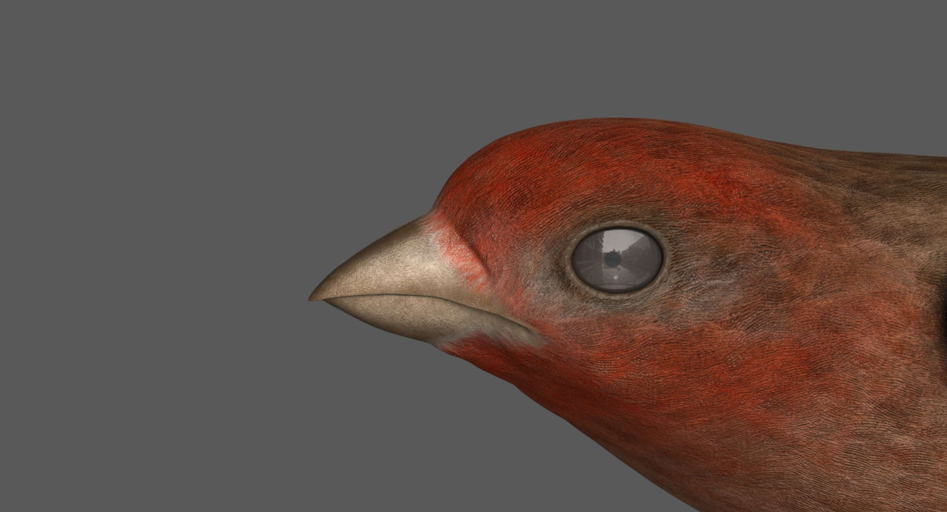 3D model rigged house finch - TurboSquid 1385068