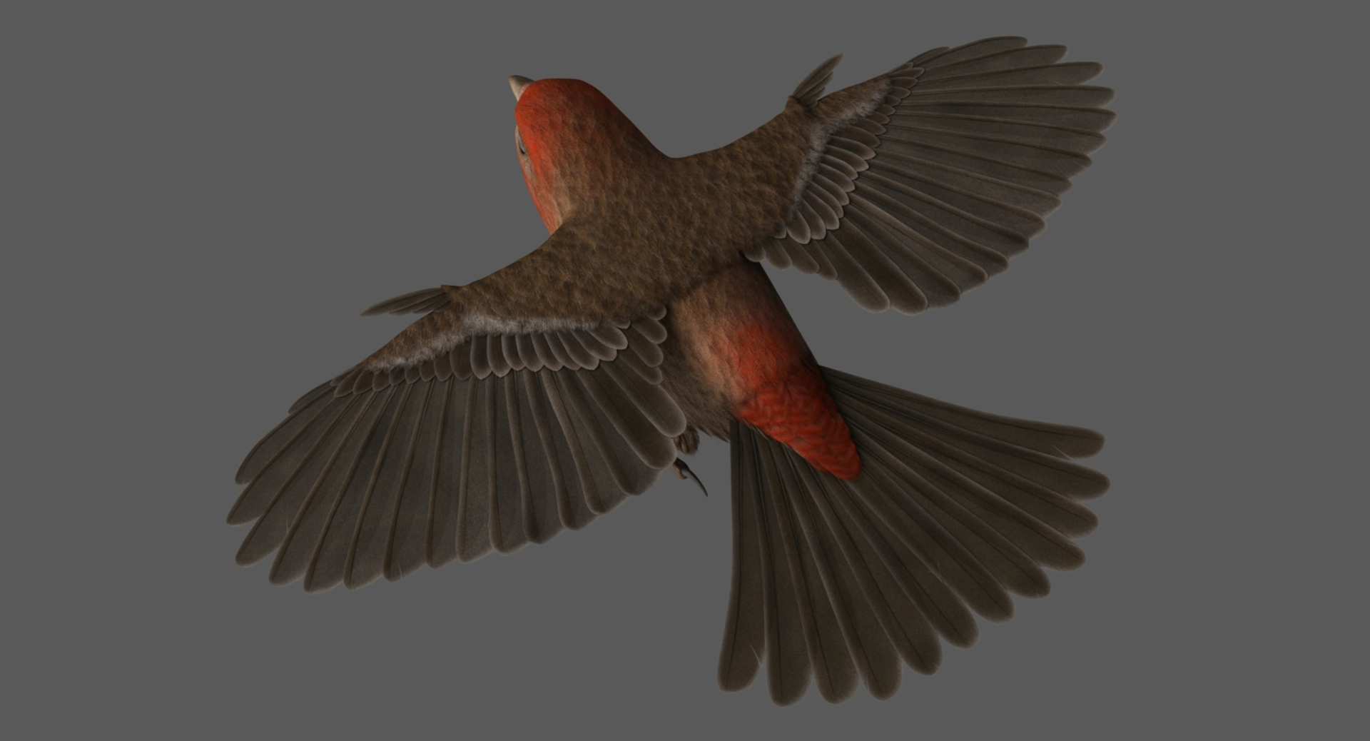 3D model rigged house finch - TurboSquid 1385068