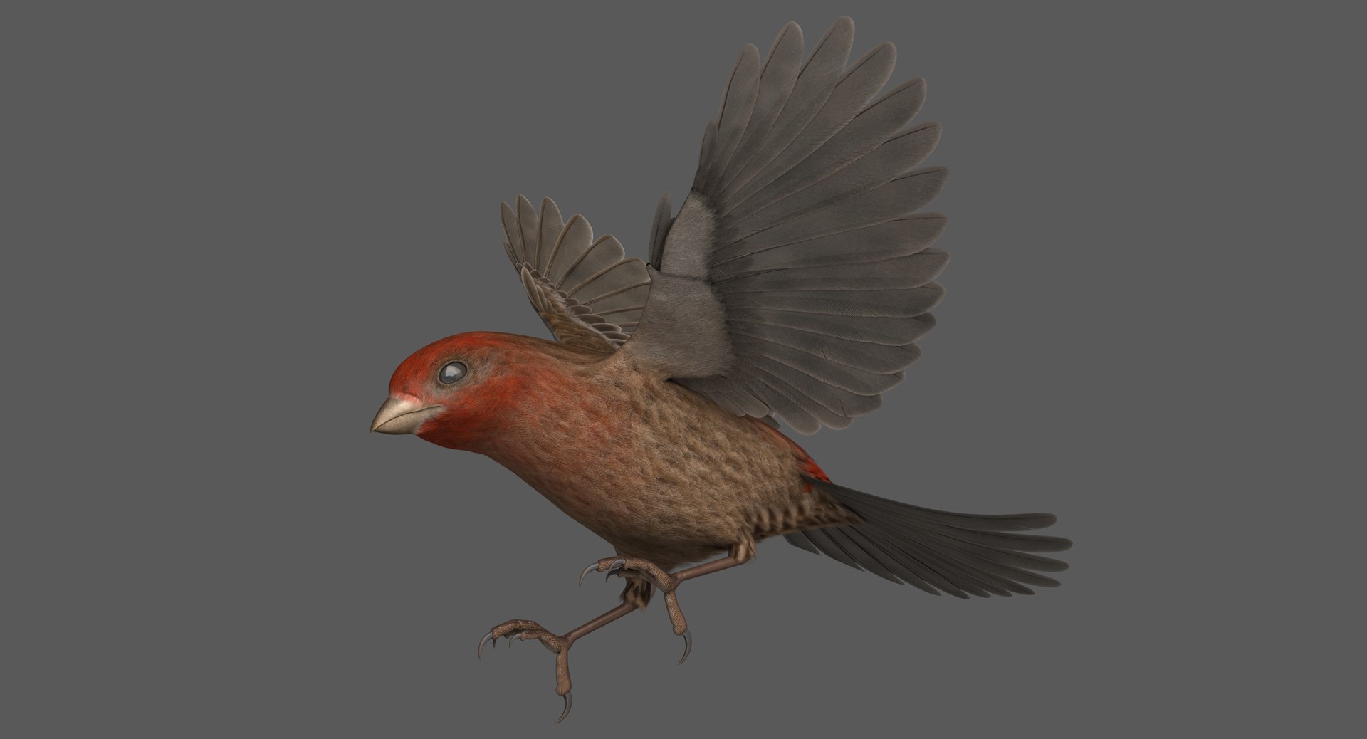 3D model rigged house finch - TurboSquid 1385068